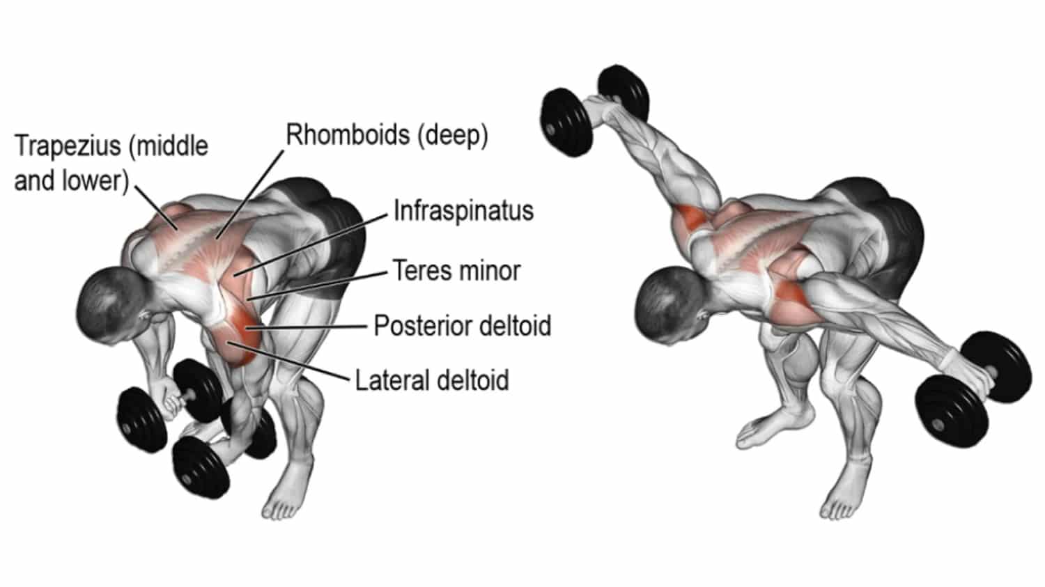 12 Best Dumbbell Back Exercises and Workouts – Fitness Volt