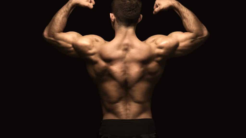 Effective Multifidus Exercises for Stronger Back Stability – Fitness Volt