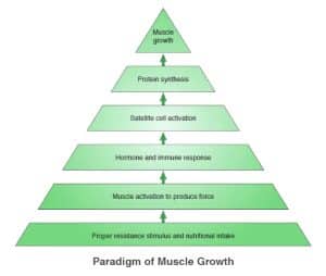 How Muscles Grow: Hypertrophy vs. Hyperplasia – Fitness Volt