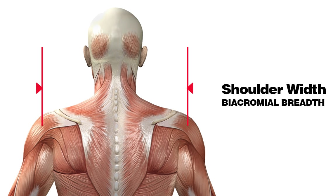 Average Shoulder Width For Men and Women – Fitness Volt