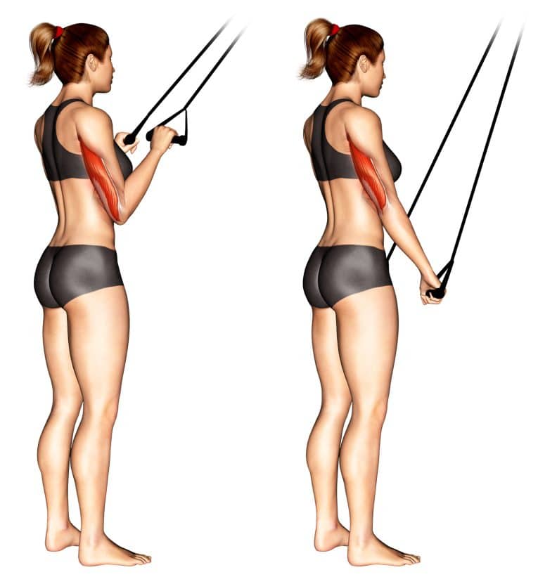 Band Pushdown: Sculpt Your Triceps and Strengthen Your Arms – Fitness Volt