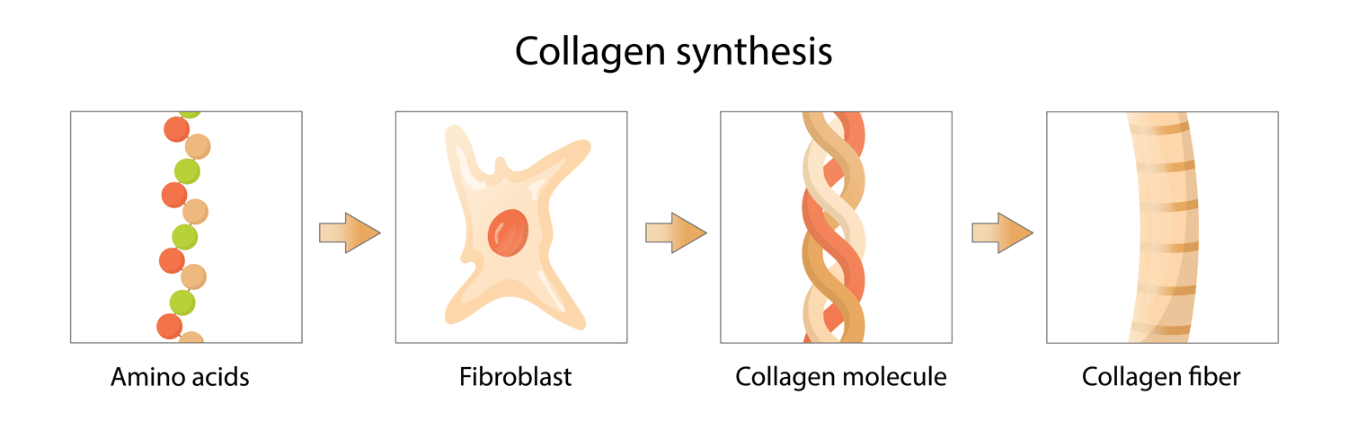 Intermittent Fasting and Collagen Production — Fitness Volt
