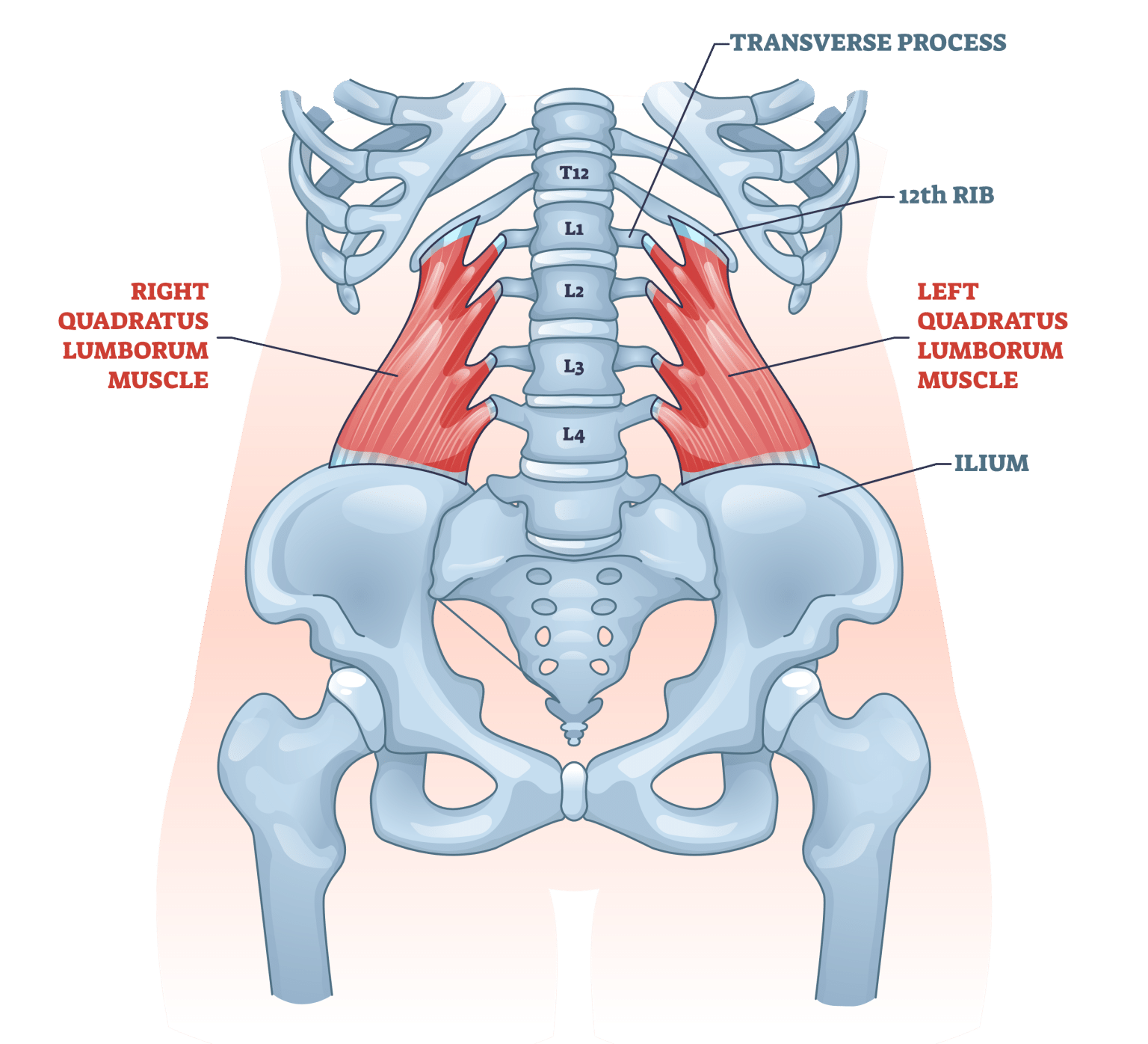 10 Best Quadratus Lumborum Exercises and Stretches – Fitness Volt