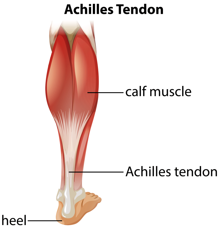 Calf Workouts With Dumbbells For Monstrous Lower Legs – Fitness Volt