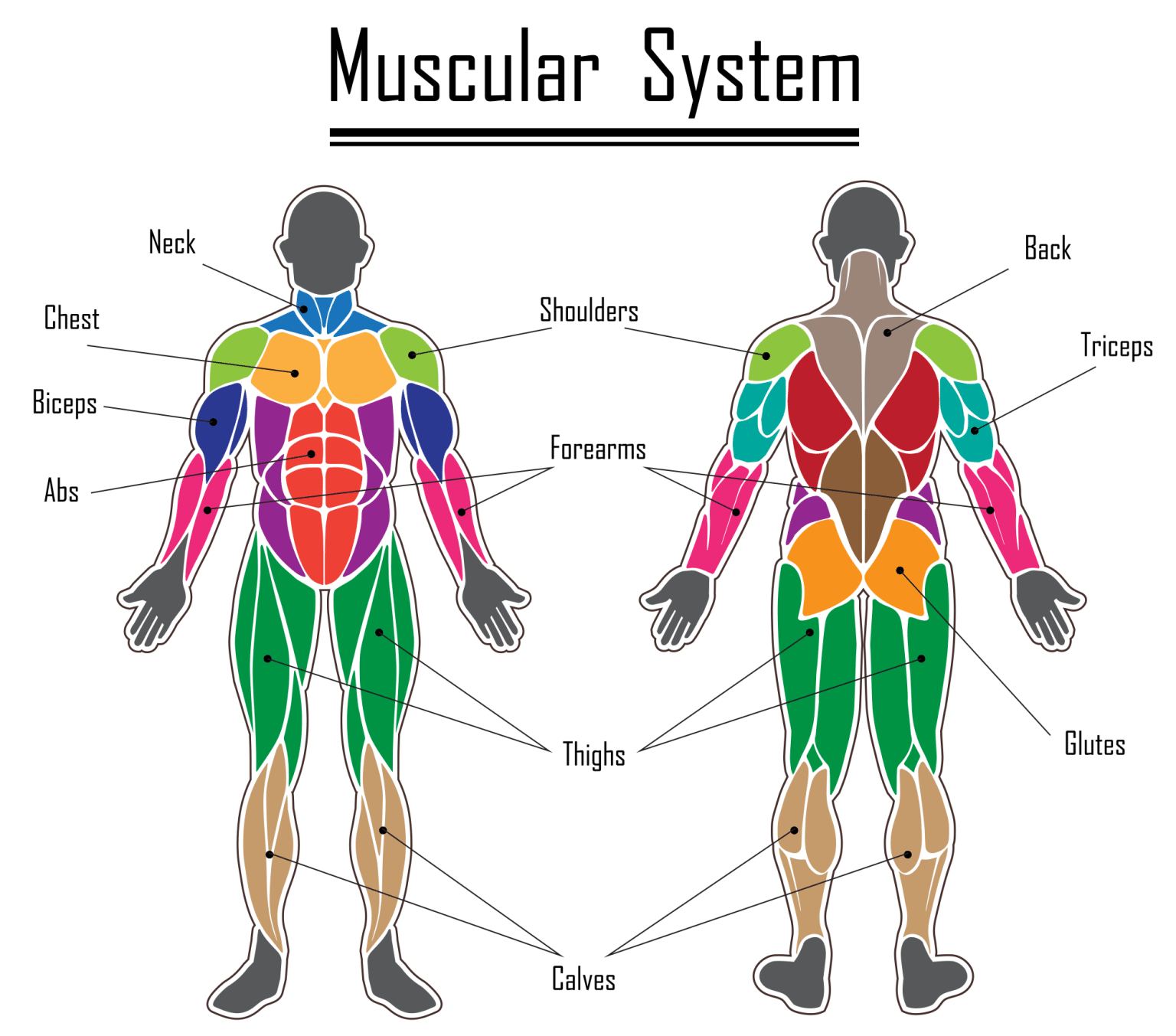 Ultimate Calisthenics Workout Guide: Best Exercises by Muscle Group ...