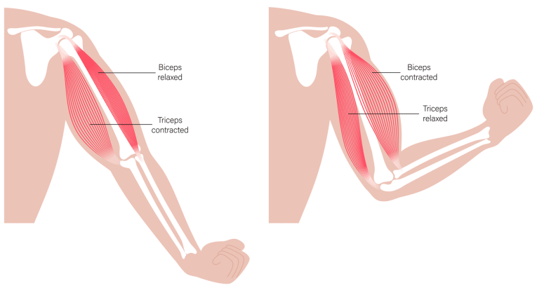 Biceps vs. Triceps: What You Need to Know to Make Them Grow
