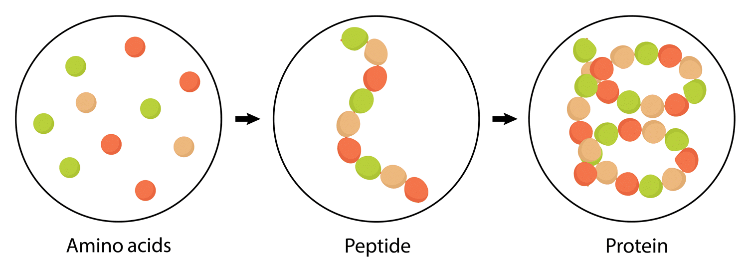 How Much Protein Is in A Pound of Ground Beef? – Fitness Volt