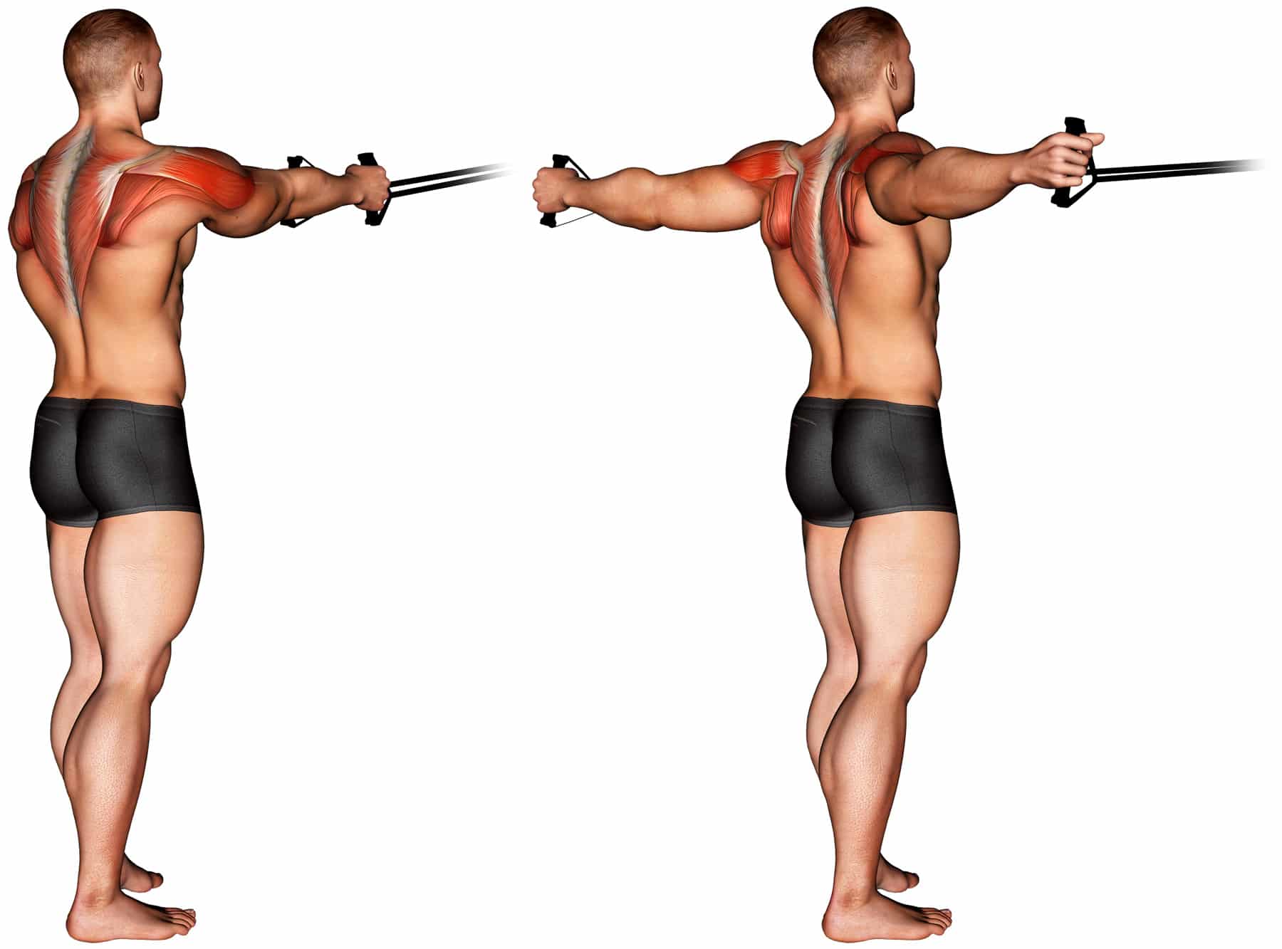 Band Reverse Flys: Strengthen Rear Delts & Upper Back Muscles – Fitness Volt