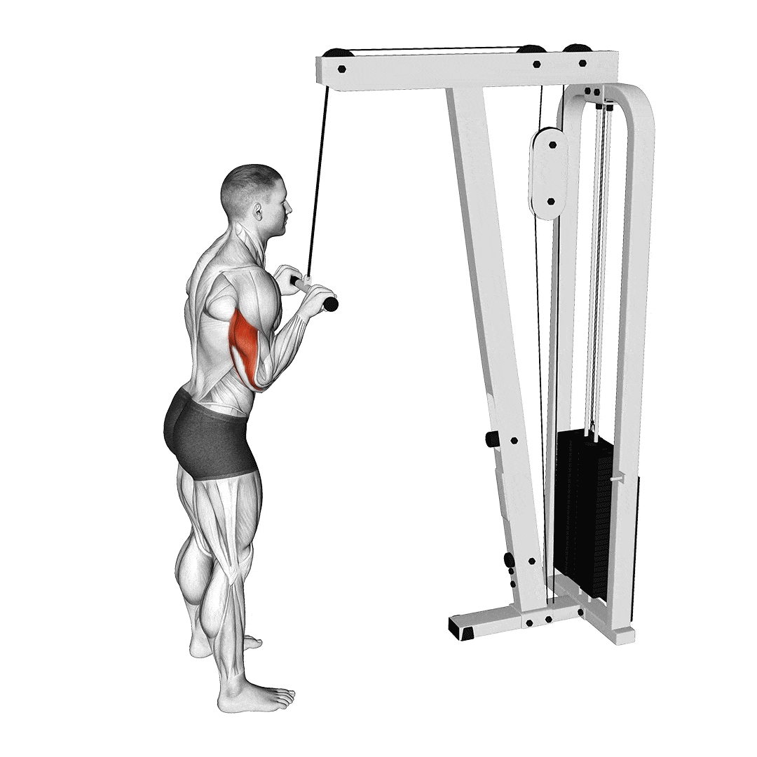 Why You Should Prioritize Cable Tricep Extensions In Your Arm Workout