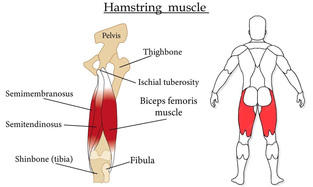 The Best Hamstring Workout for Monster Leg Biceps – Fitness Volt
