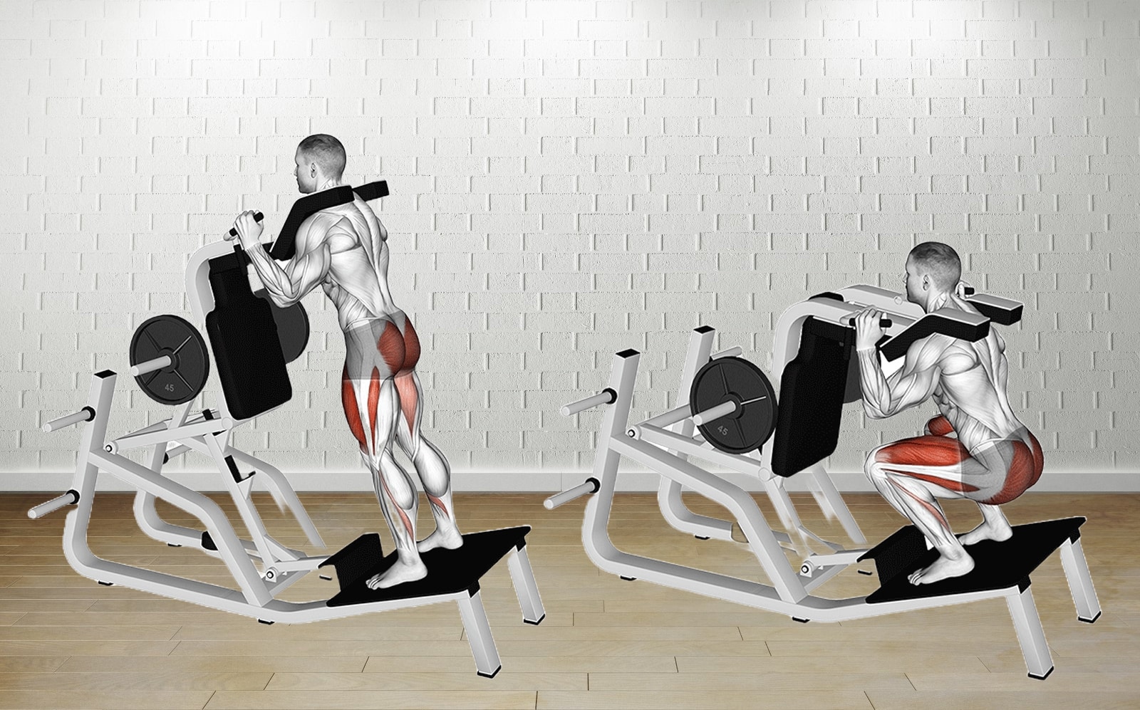 Reverse Hack Squat Target Your Quads Glutes And More Reverse Hack Squat Target Your Quads Glutes And More
