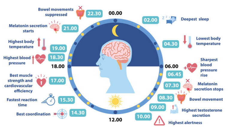 Circadian Diet: Eat with Sun for Easy Fat Loss in 2025 - Fitness Volt