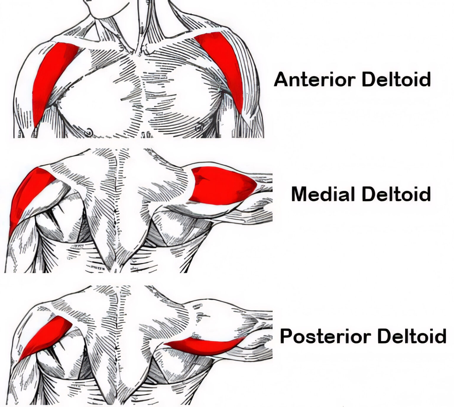 You Only Need Dumbbells and 20 Minutes for a Shoulder Workout